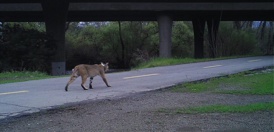 Wildlife corridors planned in South County's Coyote Valley - San José ...