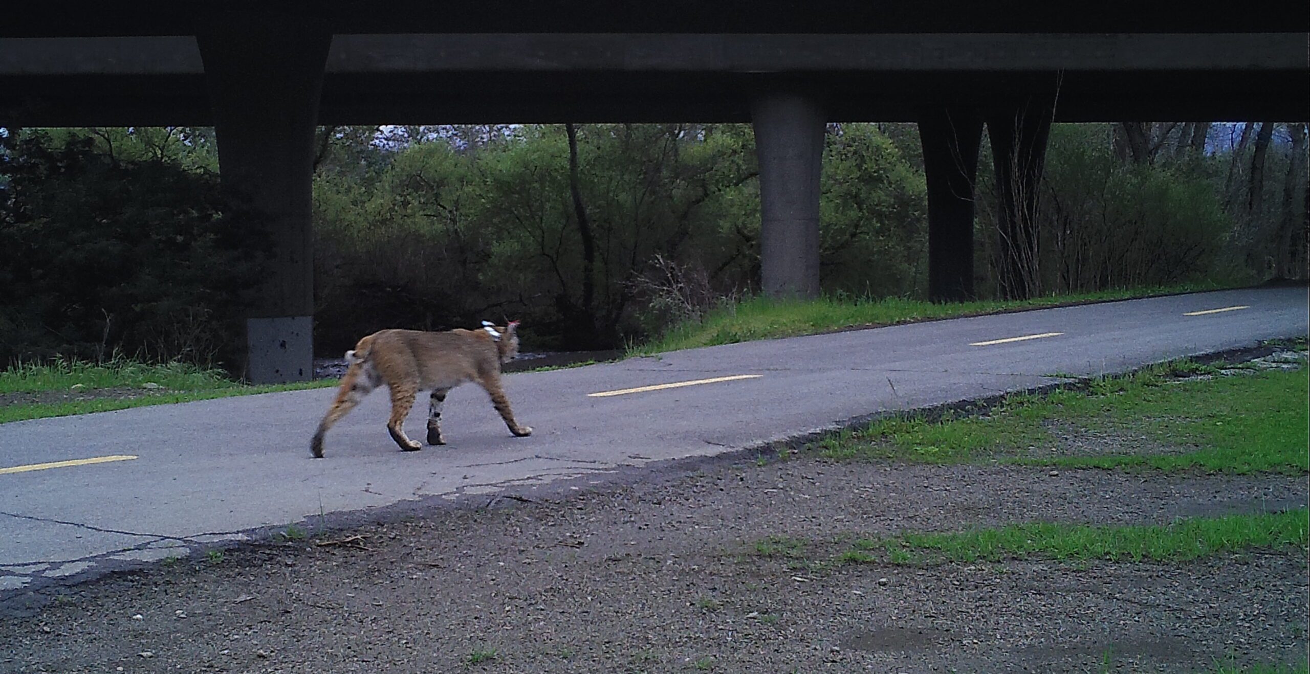 Wildlife corridors planned in South County's Coyote Valley - San José ...
