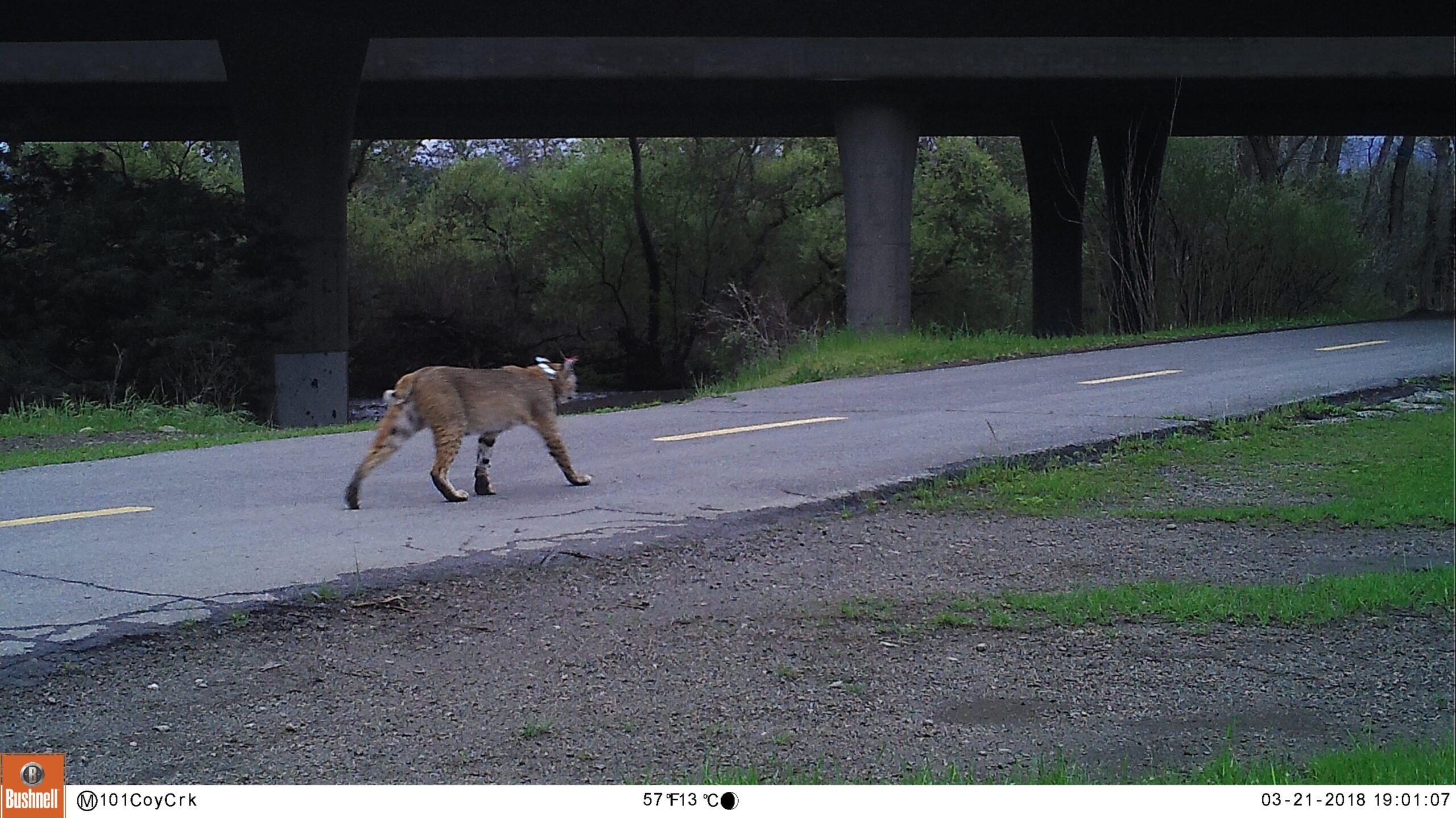 Wildlife corridors planned in South County's Coyote Valley - San José ...