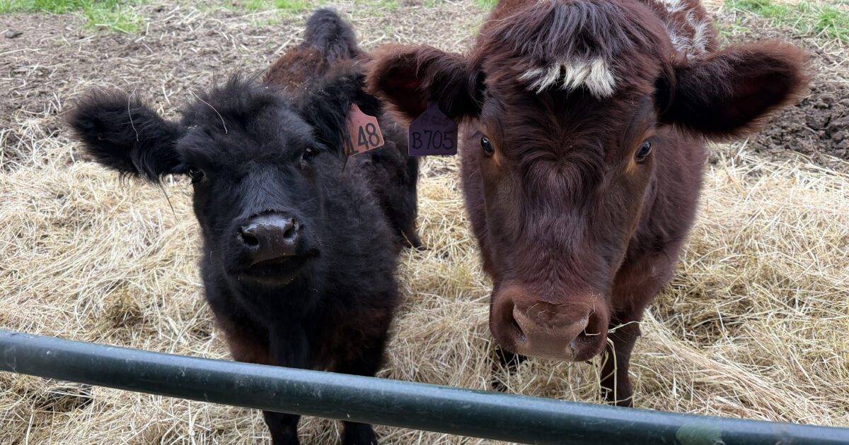 South County families create their own livestock fair - San José Spotlight
