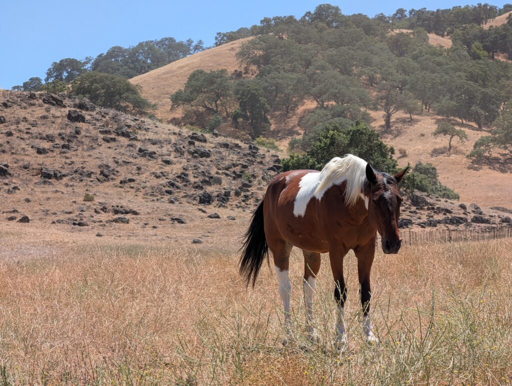 Parcel tax helps preserve Santa Clara County open space - San José ...